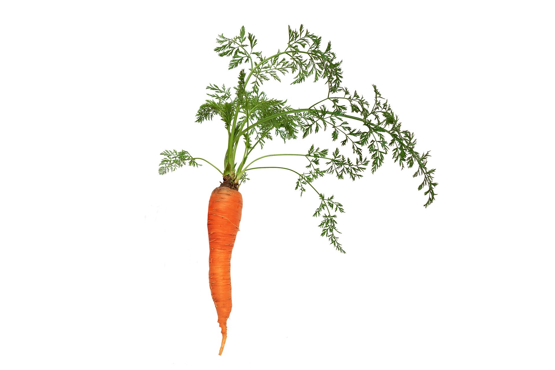 Carrot Extract Skin Benefits, Side Effects, Best Products & More ...